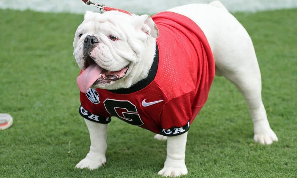 Uga IX (Russ) to retire; Que to assume title of Uga X Mascot at Georgia ...