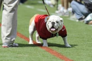 Uga IX laid to rest at Sanford Stadium