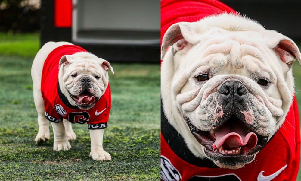 Uga XI to be unveiled at G-Day collaring ceremony