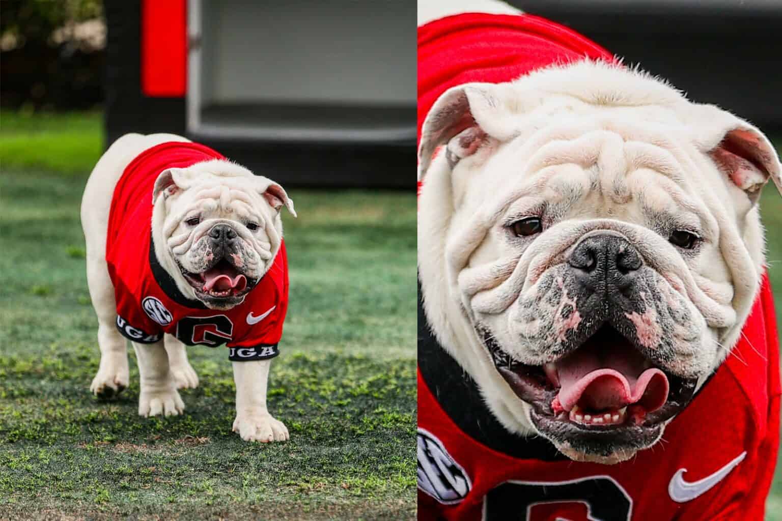 Uga XI to be unveiled at G-Day collaring ceremony